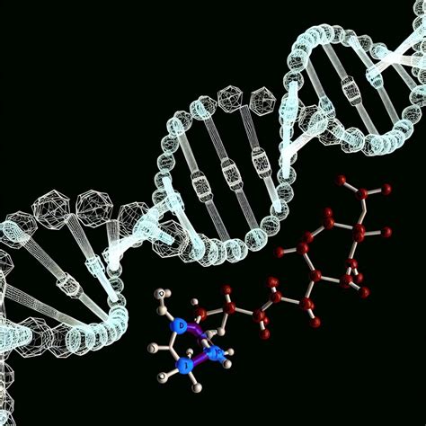 The Structure Of Dna Double Helix Explained