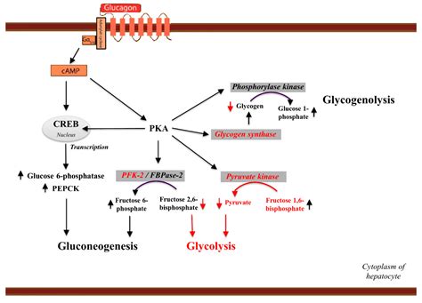 Glucagon Receptor Signaling And Glucagon Resistance