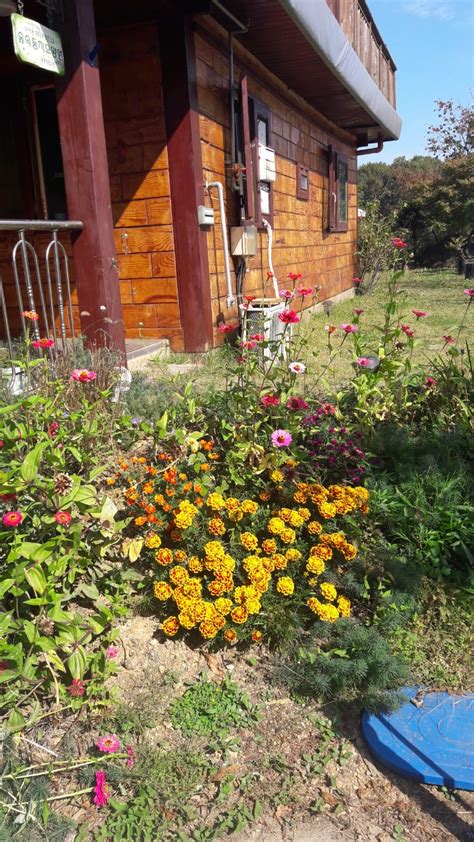 영글어가는 가을 높고 푸른하늘과 찬란한 가을날의 꽃과 시설 예쁩니다~~ 숲속둥지요양원 Band