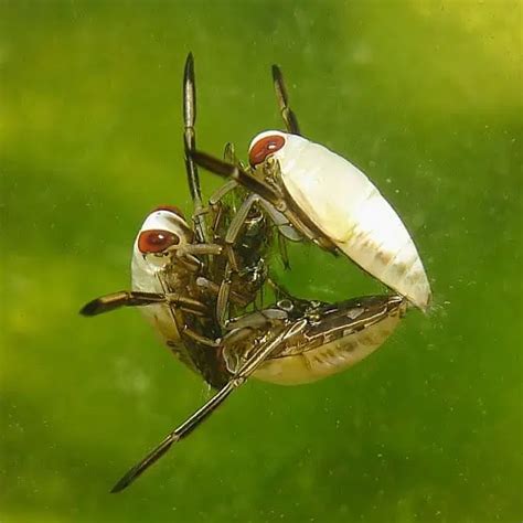 Backswimmer Life Cycle
