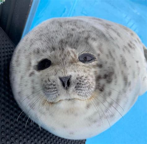 Rest In Peace Ponsuke Rseals