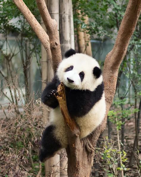 When Is Inplace In Pandas Faster