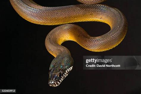 Albert D Photos And Premium High Res Pictures Getty Images