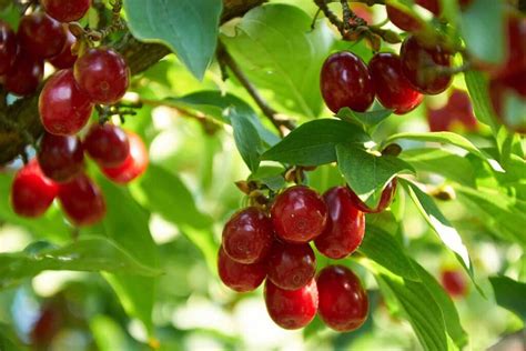 Cornelian Cherry Cornus Mas