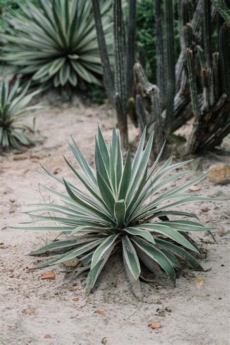 How To Plant Blue Agave Pups At Patricia Bartholomew Blog