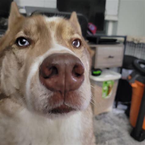 Them Does He Bite R Imagesalbum