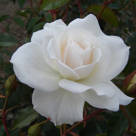 Iceberg Southern Roses