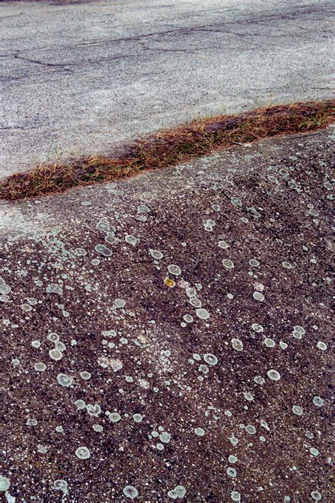 Francesco Costantini Shows The Intricate Link Between Man And Nature