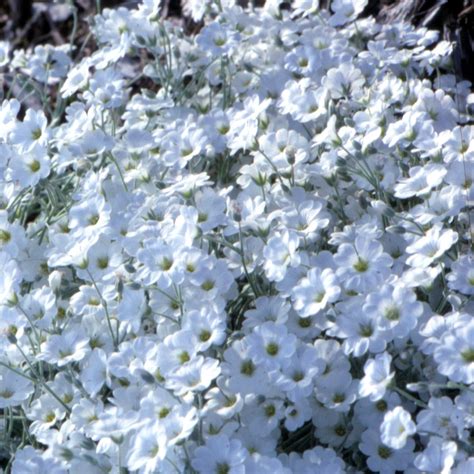 Creeping Snow