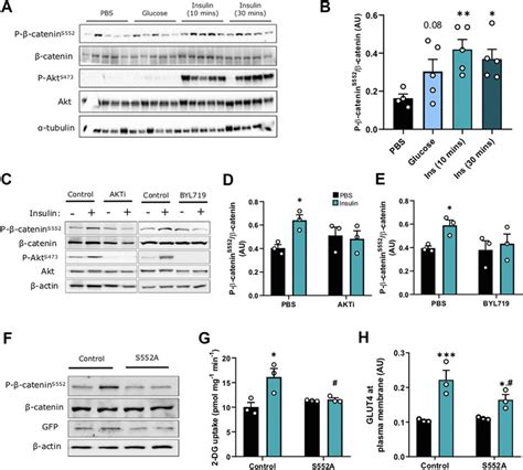 Insulin Phosphorylates B Catenin S552 Downstream Of Proximal Insulin