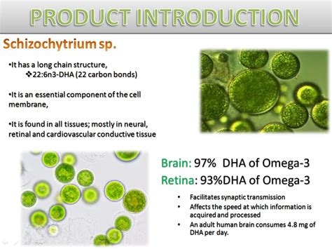 Algal Powder สารเติมแต่งโปรตีน 45โปรตีนดิบ 1 Dha 500กรัมถุง