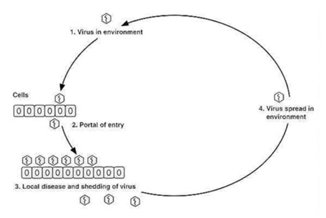 Virus Host Interactions Flashcards Quizlet