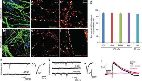 Formation Of Functional Excitatory Synapses Among Psc Derived Cortical