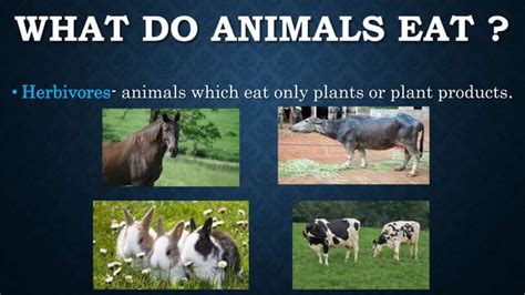 Food Where Does It Come From Class 6th Chapter 1 Science Pptx