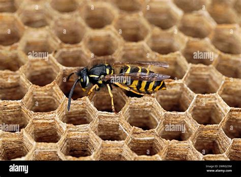 Side View Of A Wasp Vespula Vulgaris On Hexagonal Paper Cells Close Up Of A Single Wasp In
