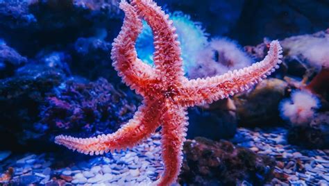 13 Fun Facts About Starfish That Youve Probably Never Heard The Fact