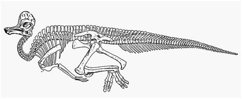 Corythosaurus Skull