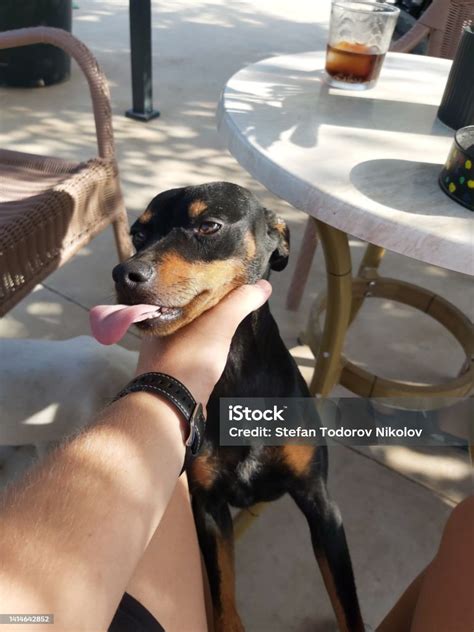 완벽한 하얀 이빨을 가진 갈색 핀처 개와 함께 순종 검은 색은 낮과 긴 분홍색 혀로 마당에서 사진 작가와 놀고 있습니다 0명에 대한 스톡 사진 및 기타 이미지 Istock