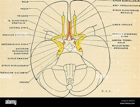 Anatomie Beschreibende Und Angewendet Werden Anatomie Der