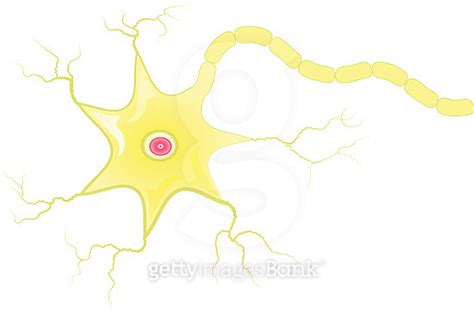 Neuron Cell With Axon Vector Illustration 이미지 511975392 게티이미지뱅크