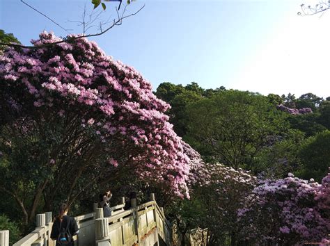 梧桐山最美杜鹃花海 杂记 Life And Share 王颜公子 分享 Linuxpythongolang 运维自动化开发