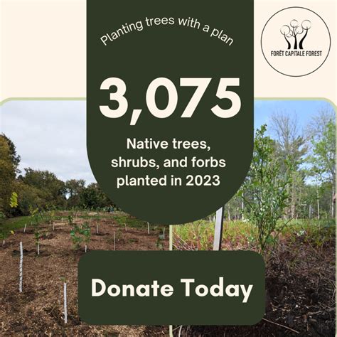 You Can Support Local Afforestation Capitalforest