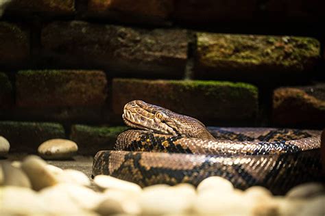 Pythonportrait Background Images Hd Pictures And Wallpaper For Free