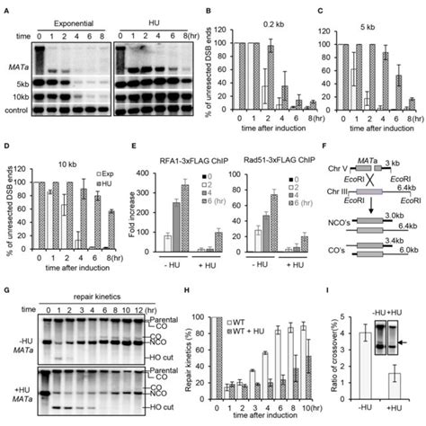 Replication Stress Inhibits Dsb End Resection And Homologous