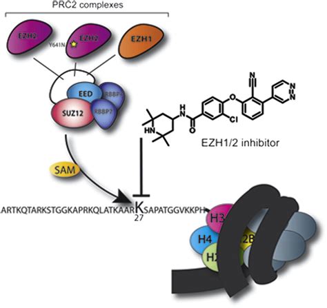 Identification Of Ezh2 And Ezh1 Small Molecule Inhibitors With Selective Impact On Diffuse Large