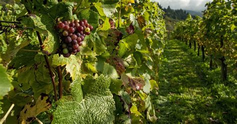 Vlerat Dhe Përdorimet E Panjohura Të Gjetheve Të Rrushit Shëndet