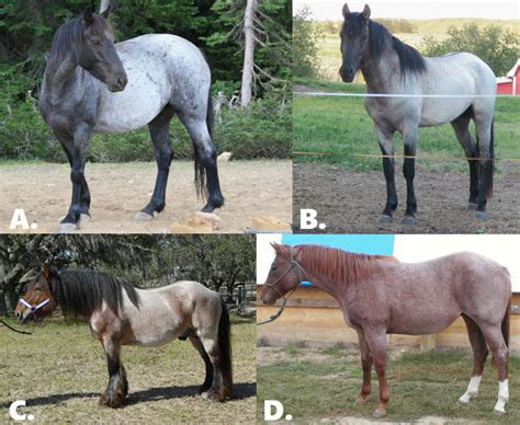 Roan Zygosity Test Veterinary Genetics Laboratory