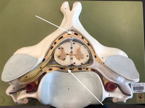 Lab Models SPINAL CORD Flashcards Quizlet