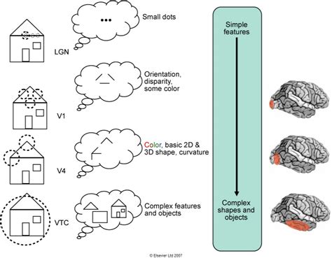 Cognitive Science Vision