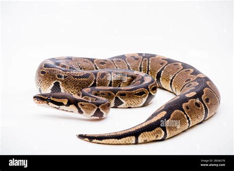 A Royal Ball Python Python Regius Isolated On A White Background Stock Photo Alamy