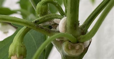 Found This Cluster Of Weird White Bugs On My Pepper Plant What Are These And How Do I Get Rid