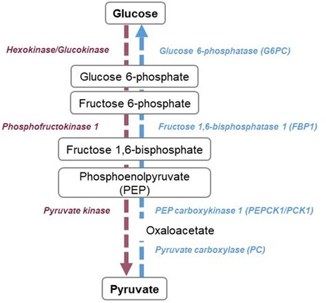 Gluconeogenesis Steps Regulation Importance
