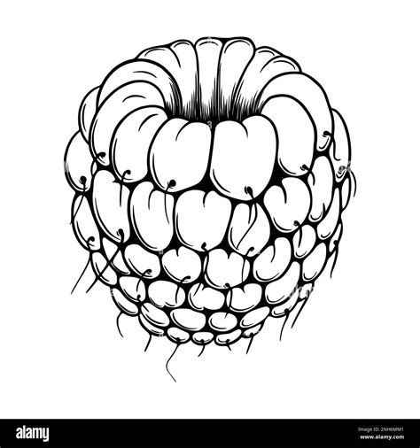 Hand Drawn Outline Raspberry Isolated On White Background Berry
