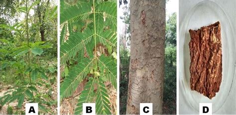 Morphology Of Albizzia Lebbeck Benth Download Scientific Diagram