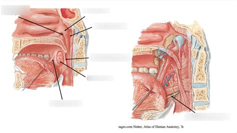 Face Infratemporal Fossa Image 15 Exam 1 Diagram Quizlet