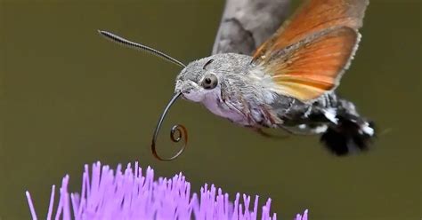 Molia Sau Fluturele Colibri O Specie Rară De Fluture Ce Poate Să îți Molia Sau Fluturele Colibri O Specie Rară De Fluture Ce Poate Să îți