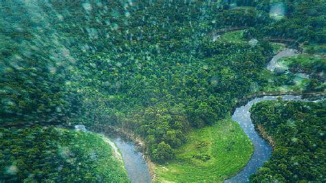 Ai Powered Forest Carbon Credits A Path To Sustainability And Climate