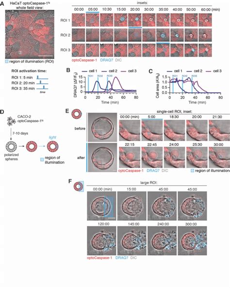 Precise Optogenetic Single Cell Ablation In 2d And 3d Cell Culture Download Scientific Diagram