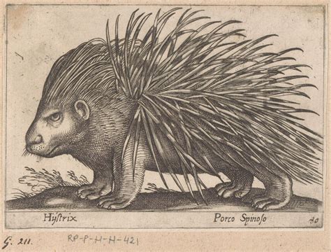 Porcupine By Antonio Tempesta Buy Fine Art Print