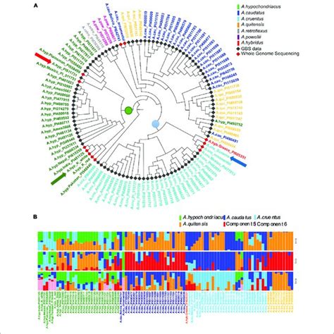 Workflow Used In Integrating Wgs Data With Gbs Download Scientific