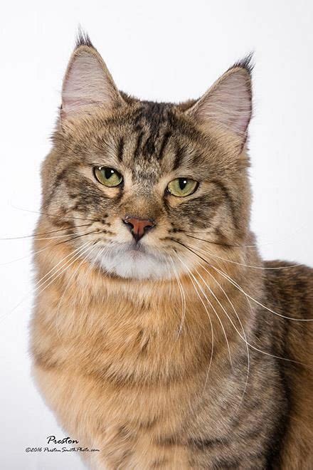 Coloradopixies Cattery Coloradopixies Pixie Bob Cat Breeder