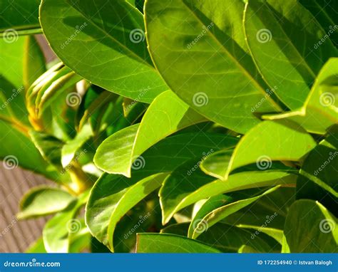 Closeup Of Waxy Bright Green Leaves Of Evergreen Mediterranean Shrub Stock Photo Image Of