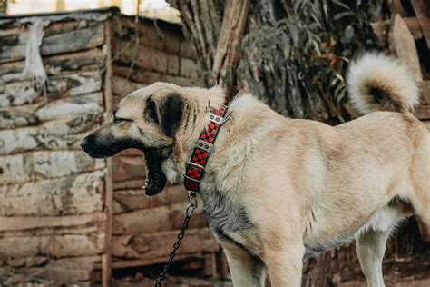 Discover The Turkish Boz Shepherd Origins Traits And Care