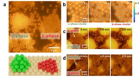 A Colloidal Crystal Model For Controlled Polymorph Selection