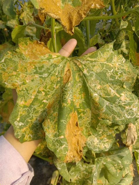 Deteksi Pada Daun Melon Object Detection Dataset By Tubes Daun Melon Fiks