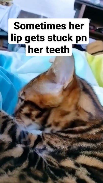 The Way She Paused 🤣🤣🤣🤣 Meowcats Youtube